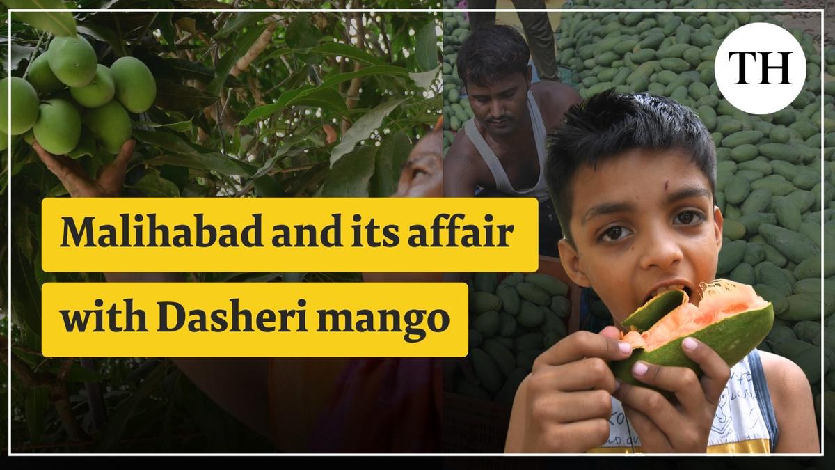 Watch: Malihabad and its affair with Dasheri mango - The Hindu